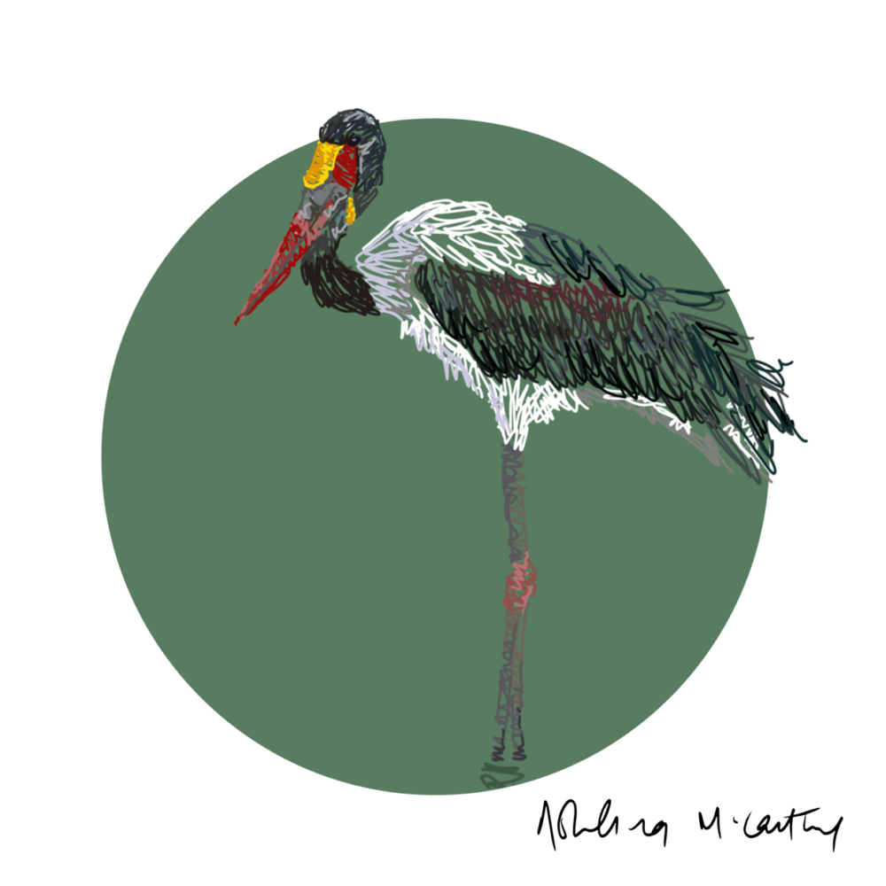 Saddle-bill Stork [Square] Digital Art Prints